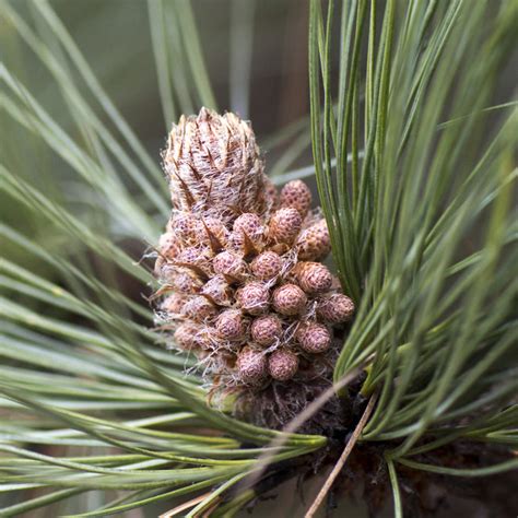 Pinus Pseudostrobus Smooth Bark Mexican Pine Myseedsco