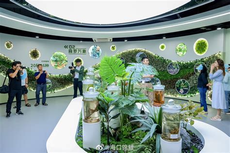 东寨港红树林科普馆在江东新区有这样一片神秘的海上森林 东寨港 红树林 海口市 新浪新闻