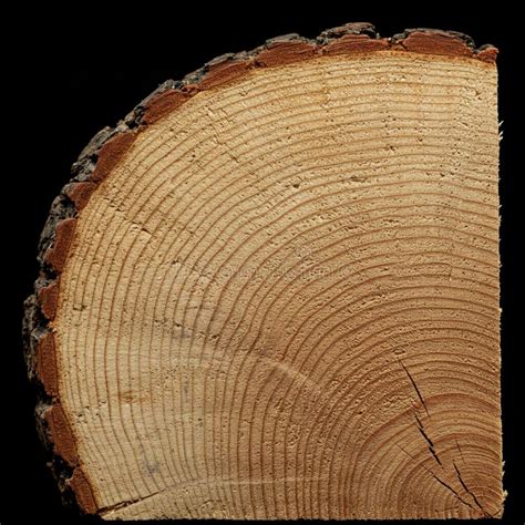 Cross Section Of A Tree Trunk Showing Growth Rings Which Indicate The Age And Growth Stock