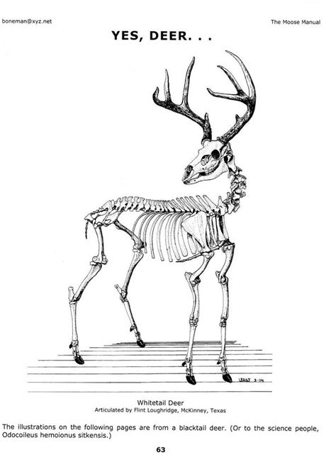 Moose Skeleton Anatomy