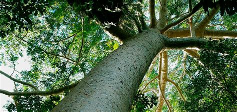 The Tree Of Life Metaphor Sanlyn Wellness