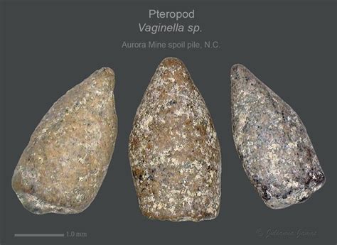 Pteropod Vaginella Sp  Member Collections The Fossil Forum