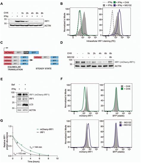 Spop Targets The Immune Transcription Factor Irf1 For Proteasomal