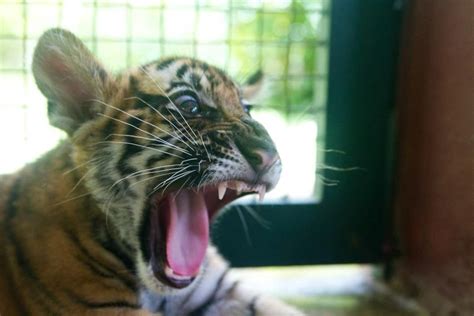 Tiger Cub Roaring Smithsonian Photo Contest Smithsonian Magazine