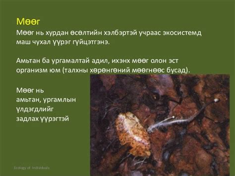 Экологи Байгаль хамгаалал