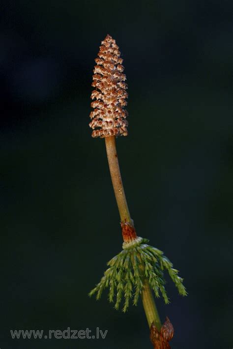 Horsetail Megaphyll