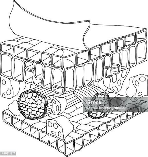 Struktur Daun Ilustrasi Stok Unduh Gambar Sekarang Anatomi Bagian Tinggi Biologi Istock