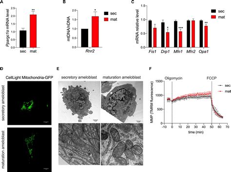 Mitochondrial Function And Exercise