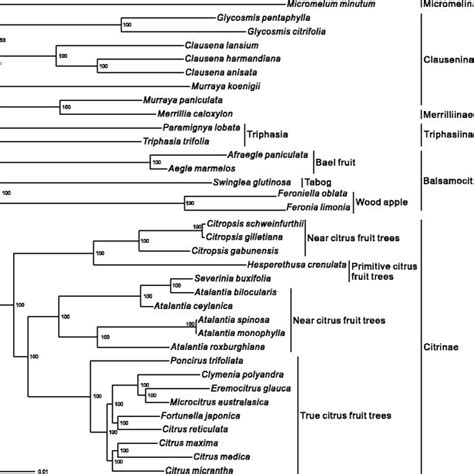 Phylogenetic Tree Based On Bayesian Inference Analysis Of 35 Species Of