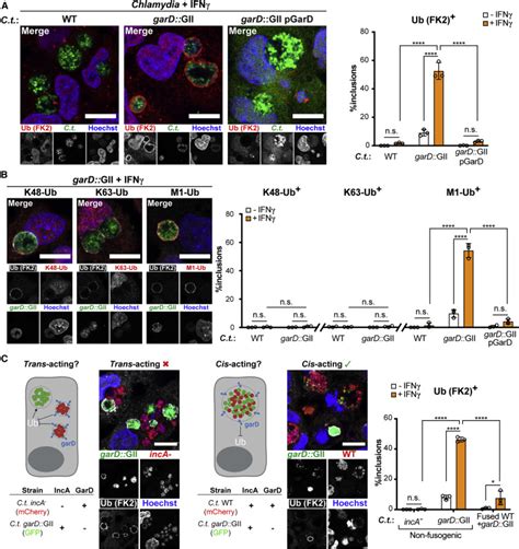 The Bacterial Effector Gard Shields Chlamydia Trachomatis Inclusions From Rnf213 Mediated