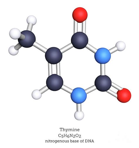 Molecular Model Of Thymine Nitrogenous Base Photograph By Greg Williams