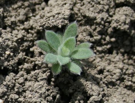 Kochia In Pulse Crops Saskatchewan Pulse Growers