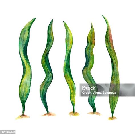 하얀 배경에 고립된 물속에서 흔들리는 Laminaria Algae의 수채화 그림 세트 스티커 로고 배경에 대한 다시마 그림 0명에 대한 스톡 벡터 아트 및 기타 이미지