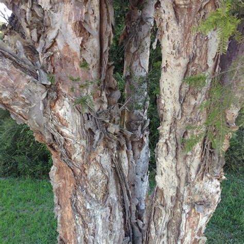 38 Best Paper Bark Trees Images On Pinterest Acer Backgrounds And Backyard Ideas