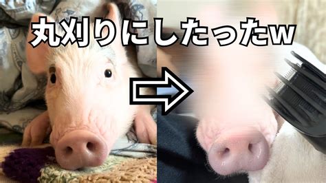 【批判殺到】ブタの毛を刈ったら衝撃的な姿に… Youtube