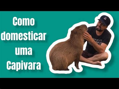 Capivara Criada Em Casa YouTube
