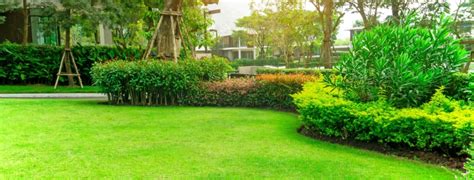 Tiftuf Bermuda Premium Turf Grass For Your Australian Lawn Strathayr