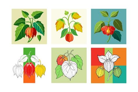 Premium Vector Vector Abutilon Flower And Leaf Contour Style