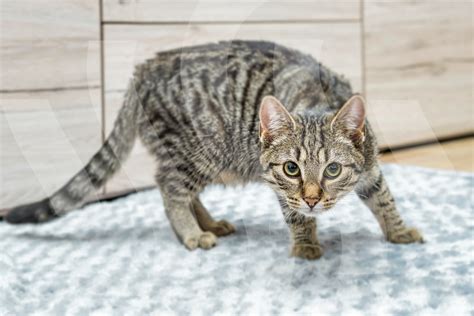 Stalking Cat