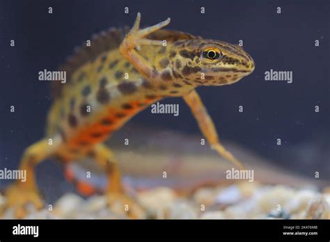 The Smooth Newt European Newt Northern Smooth Newt Or Common Newt Lissotriton Vulgaris Male