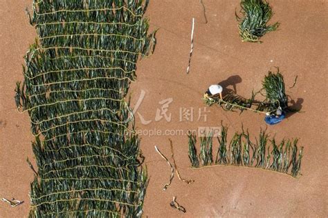 浙江宁波：晾晒海带 人民图片网