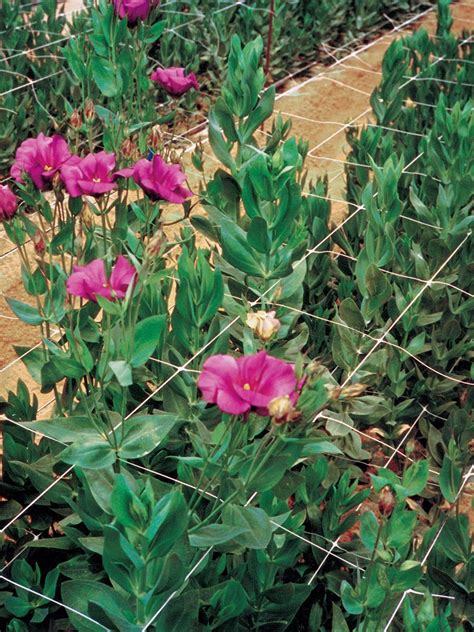 Hortonova Flower Netting Uk Best Flower Site