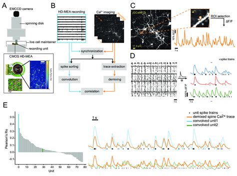 Experimental Approach And Analysis Pipeline A Upright Confocal Setup