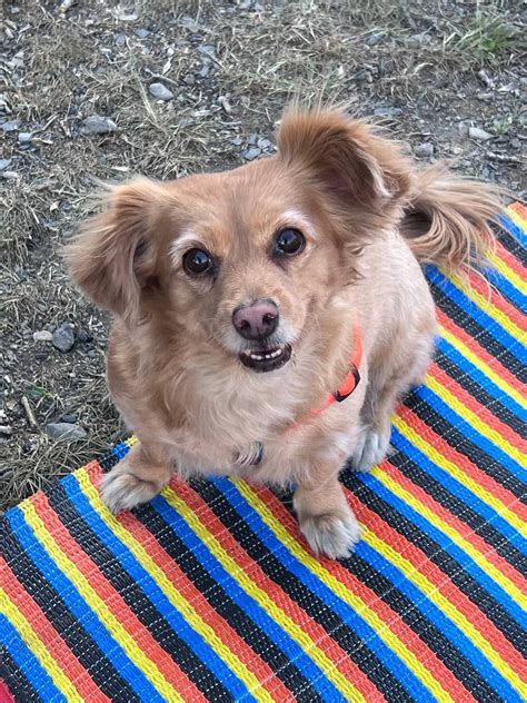 بلفی در محدوده ملاصدرا و دادگر احمداباد گمشده بلفی در محدوده ملاصدرا و دادگر احمداباد گمشده