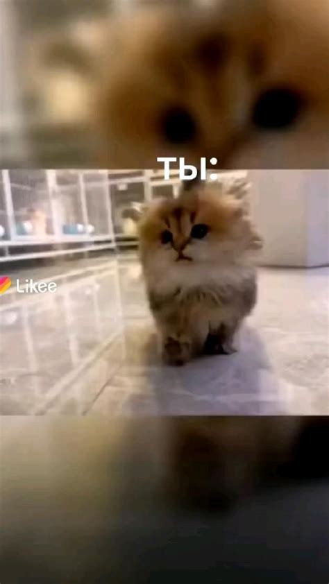 Милашки Смешные кошачьи мордашки Смешные котята Котята