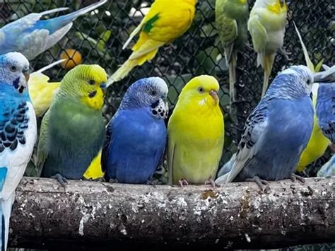 Oferton 5 Cinco Loritas Australianas Por 1 000 Cuotas