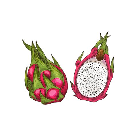 Dragon Fruit Pitaya Whole And Cut Isolated Sketch White Dieting