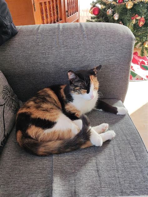 Three Stages Of A Calico Kitty Ft Cinnamon R Calicokittys