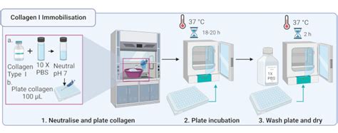 Optimized Methods For The Surface Immobilization Of Collagens And