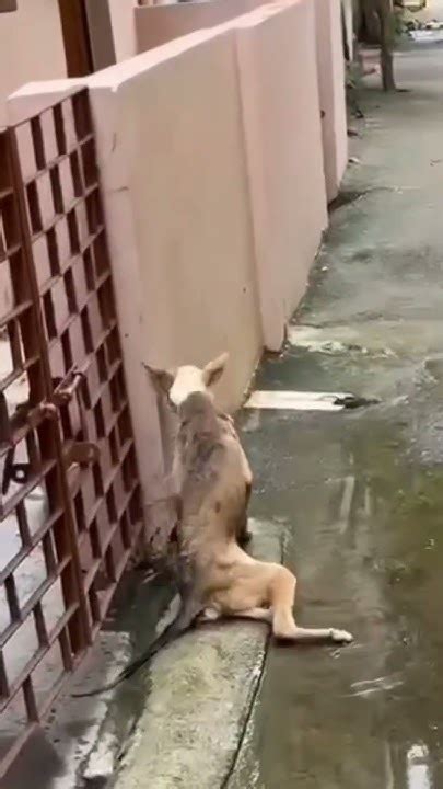 😓🐕কি কষ্ট দেখুন চলতে পারছে না অক্ষম অসহায় হাই তে কষ্টের কথা বলতে পারে