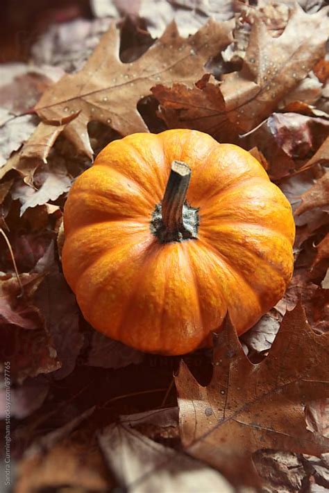 Little Pumpkin In A Bunch Of Leaves By Stocksy Contributor Sandra