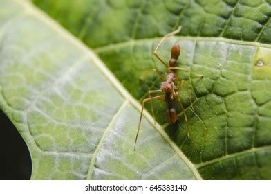 Kerengga Antlike Jumper Myrmaplata Plataleoides Stock Photo 645383140