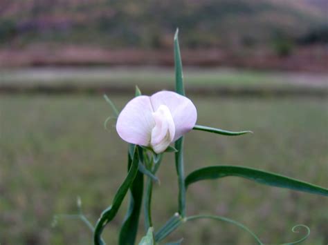 Lathyrus Sativus Eflora Of India