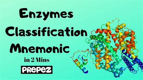 Enzymes Classification Examples Mnemonic In Mins Youtube