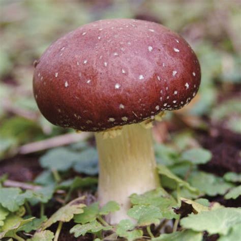 Wine Cap Stropharia Sawdust Spawn For Woodchips Straw