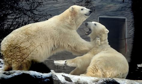 El Cambio Climático Provocó Una Invasión De Hambrientos Osos Polares En