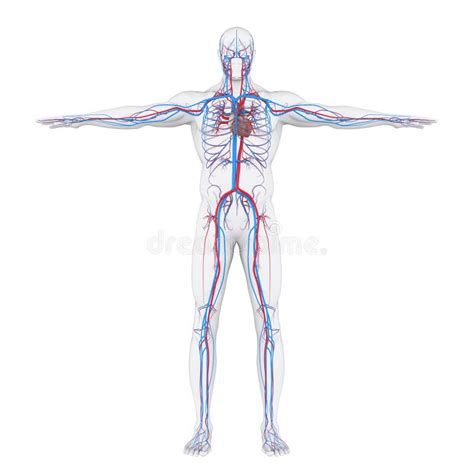 Human Circulatory System Illustration Stock Illustration Illustration