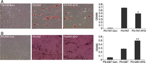 Adipogenic And Osteogenic Differentiation Analysis Of Mscs Treated With