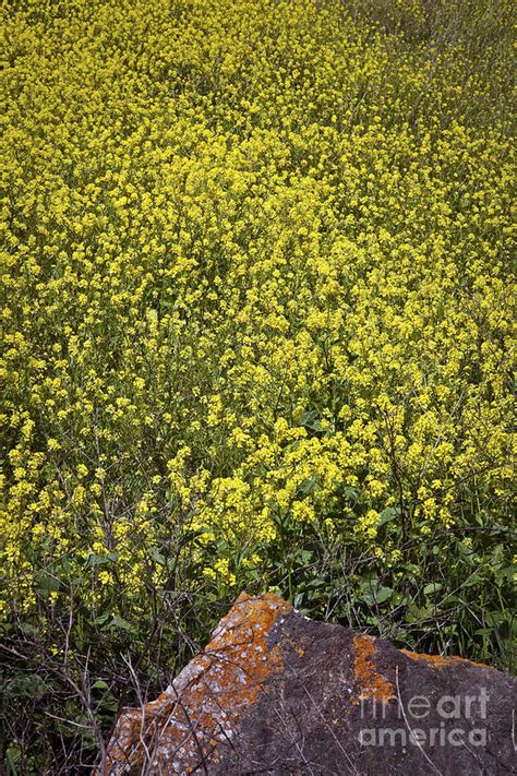 Mustard Photograph By Greg Clure Fine Art America