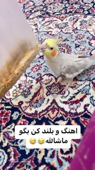 ‎عروس هلندی کاکُلی و شرکاء‎ ‎تازه به وقت حمله رو ندیدین😂 دیگه توان