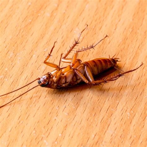 Cockroach Treatment In Idaho Falls Colling Professional Services
