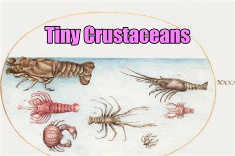 Tiny Crustaceans 10 Tiniest Ones In The World With Size And Diet