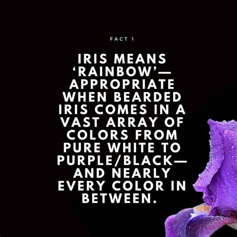 National Iris Day A Celebration Of The Splendid Iris Flower