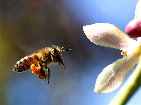 Imagen Gratis Abejas Flores Polen