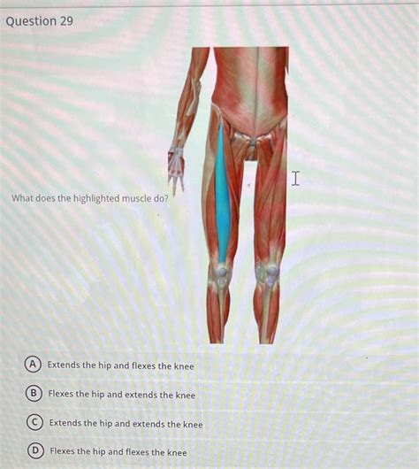 Solved Question 29 What Does The Highlighted Muscle Do A Extends The