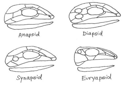 Anapsid Alchetron The Free Social Encyclopedia